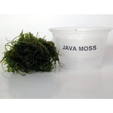 Java Moss - Easy Live Fresh Water Aquatic Plant for Fish Tank, Floating ...