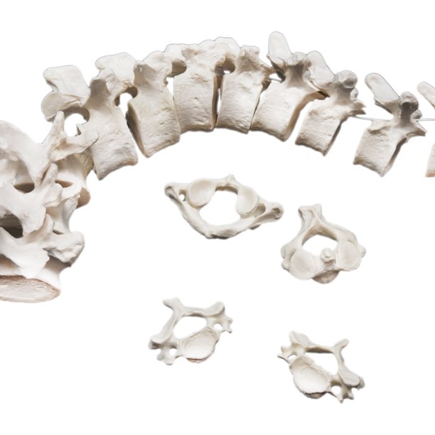 47pc Disarticulated Human Spine Model - Individual Axial Skeleton Bones ...