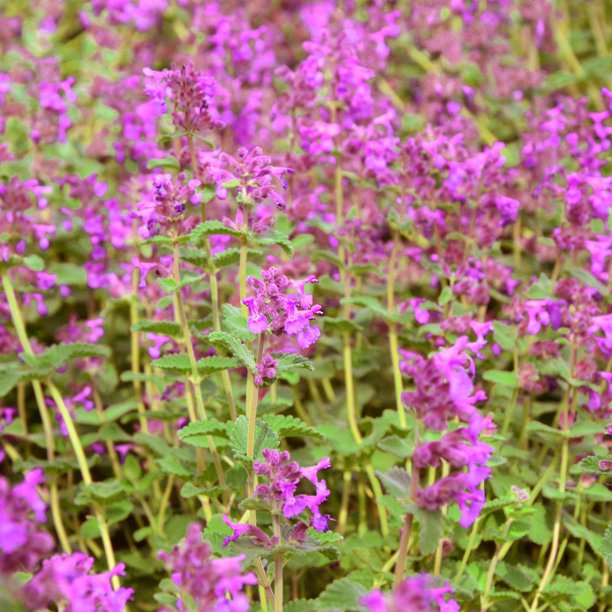 Cat Mint - Pink Cat - Herb Garden Seeds - 100 Seeds - Non-GMO, Open ...