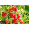 Earliglow Strawberry Plants - Bare Root Plants to Grow Strawberries ...