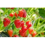 Earliglow Strawberry Plants - Bare Root Plants to Grow Strawberries ...