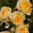 Heirloom Roses - Honor Elizabeth English Legend Rose Plant - Fragrant ...