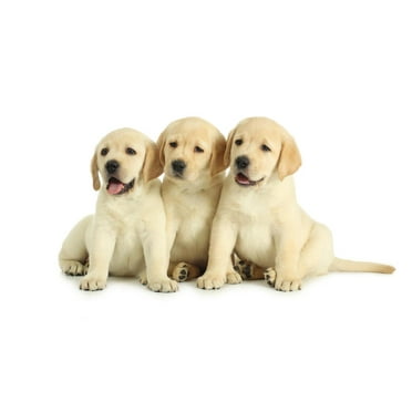 Yellow Lab (Labrador Retriever) Dog "Season's Greetings" Dog Sign ...