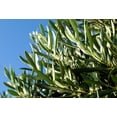 10 CANINO OLIVE TREE Olea Europaea Canino Edible European Common Green ...