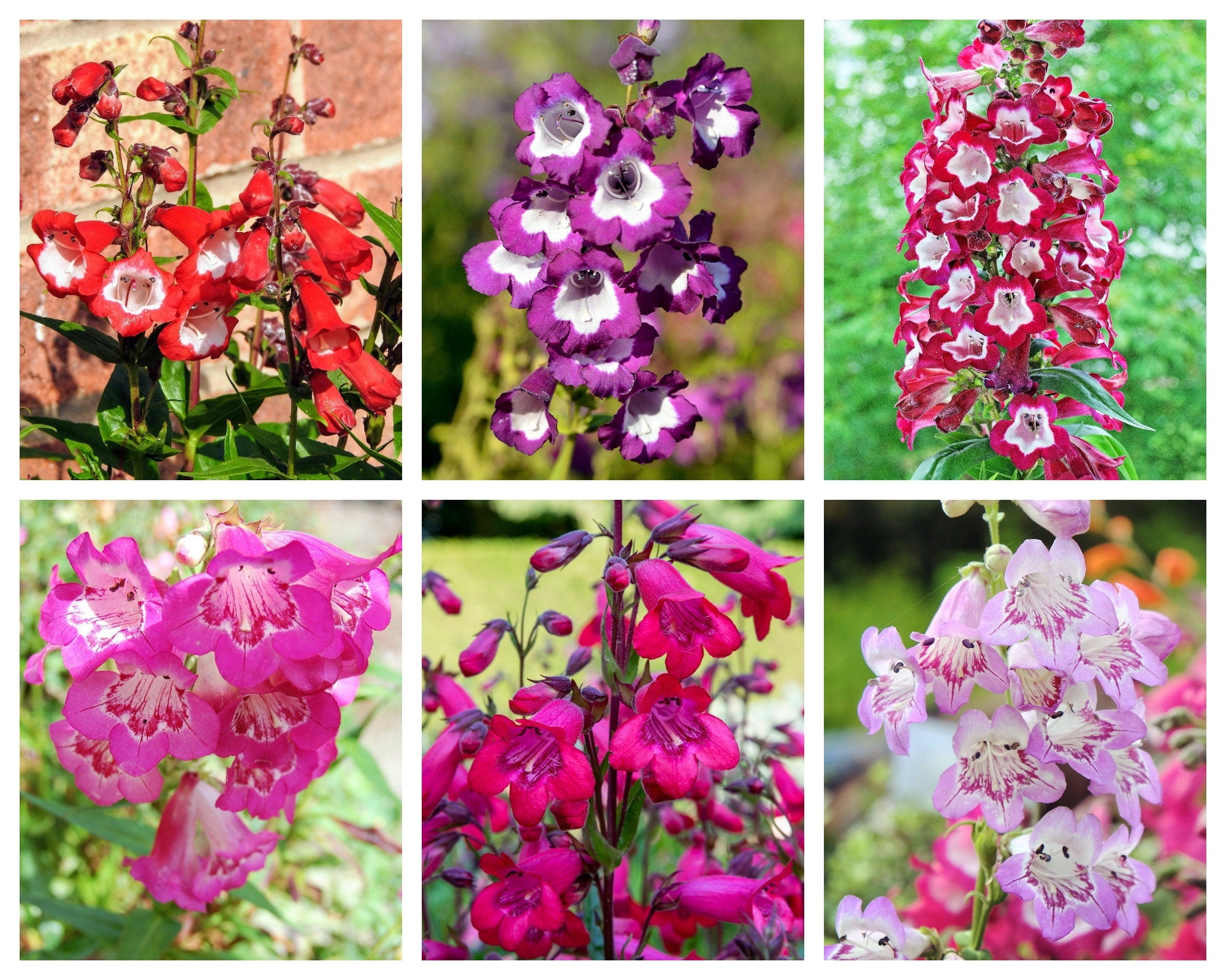 100 SENSATION MIX PENSTEMON Hartwegii Beardtongue Mixed Colors Two Tone ...