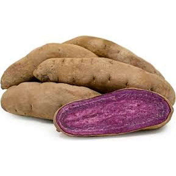 Stokes Sweet Potato Slips for Growing - Easy to Grow, Red Yams (3 Slips ...