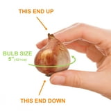 Garden State Bulb Triumph Jimmy Mix Tulip Flower Bulbs, 12/+ cm (Bag of ...