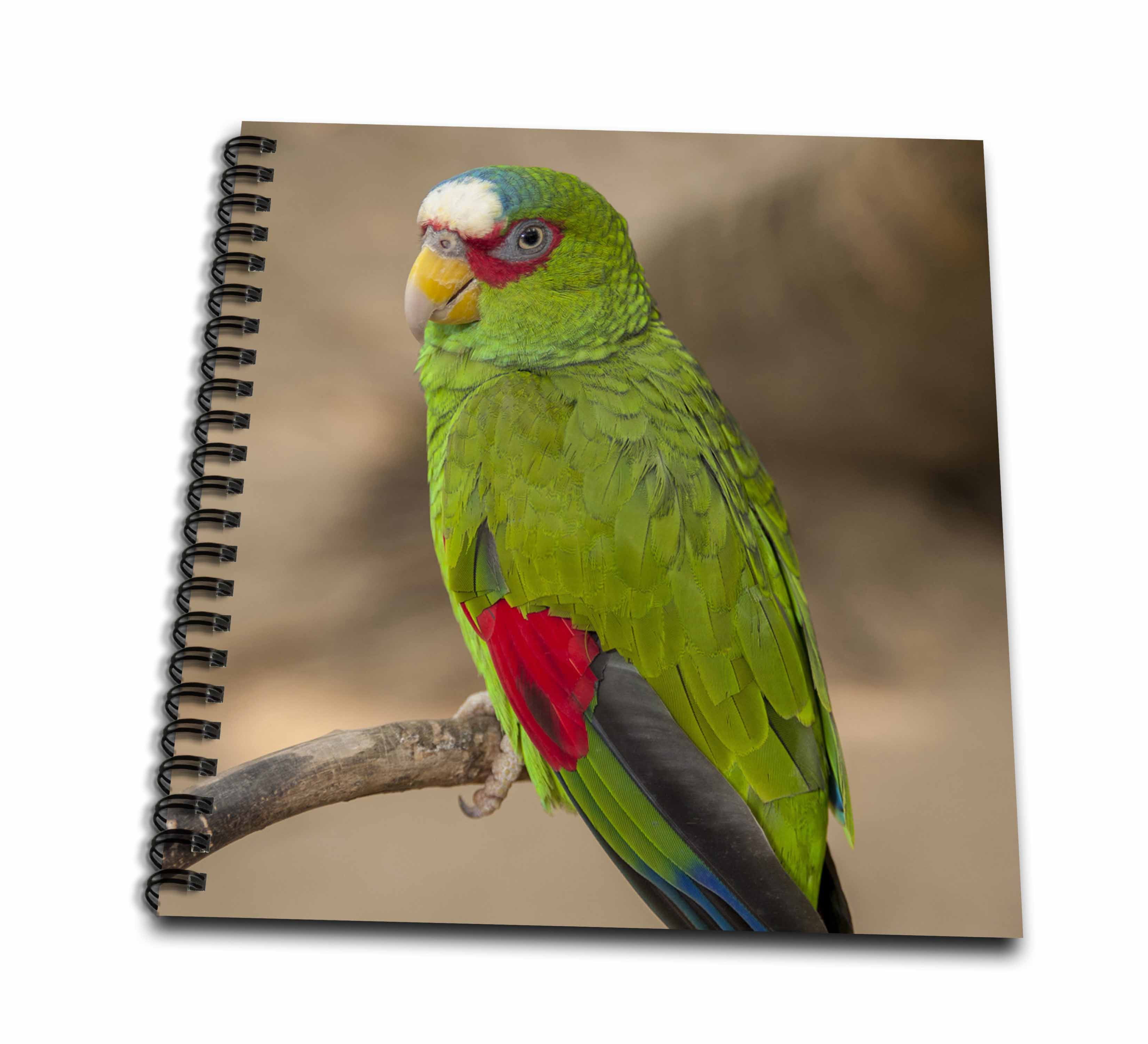 3dRose White Front Amazon Parrot Tropical bird, Honduras - SA12 JEN0008 ...