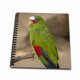 3dRose White Front Amazon Parrot Tropical bird, Honduras - SA12 JEN0008 ...