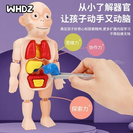 Montessori 3D Puzzle Human Body Anatomy Model Educational Learning ...
