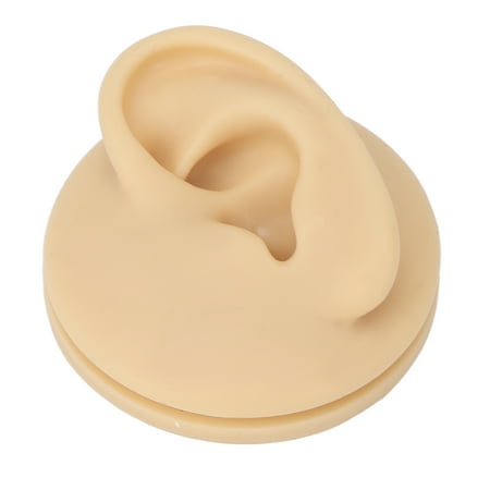 prosthetic Ear Model, Lifelike Professional Simulation Human Ear Model ...