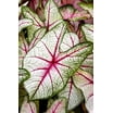 6 Florida Cardinal Caladium Bulbs for Planting - Fancy Caladium Bulbs ...