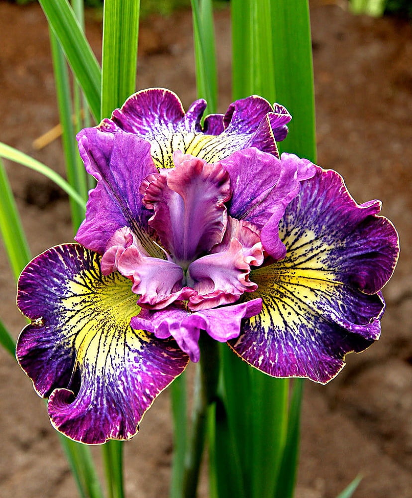 How Audacious Siberian Iris - Violet, Lilac, White and Gold - 4" Pot ...