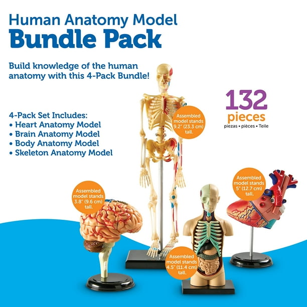 Learning Resources LER3338 Model Anatomy Bundle Set Of 132 - Walmart.ca