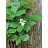 Seedville USA 15 Western Bunchberry Seeds, Alaskan Dogwood, White ...
