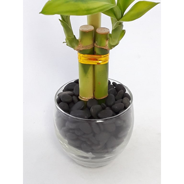 Mini Lucky Bamboo Plants