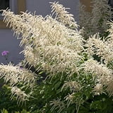 Outsidepride Aruncus Dioicus Flower Seed - 10000 Seeds - Walmart.com