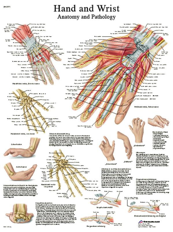 Paper Anatomical Charts - Hand and Wrist - 1 Each - Walmart.com