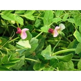 50 Seeds AUSTRIAN WINTER PEA Caley Flower Pisum Sativum Ground Cover ...