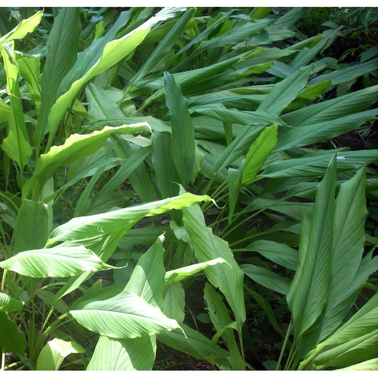 Curcuma Longa Plant