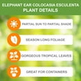 Garden State Bulb Colocasia Esculenta Elephant Ear Bulbs, Spring ...