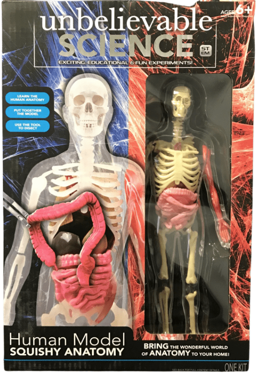 Science Squad Unbelievable Science Human Model Squishy Anatomy ...