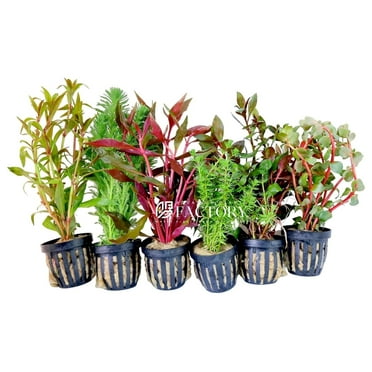 10 Species Live Aquarium Plants Package - Microsorum Java Fern, Swords ...