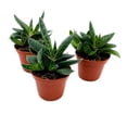 Gasteria Pillansii, 2 inch Set of 3, Succulent Haworthia Aloe Cow ...