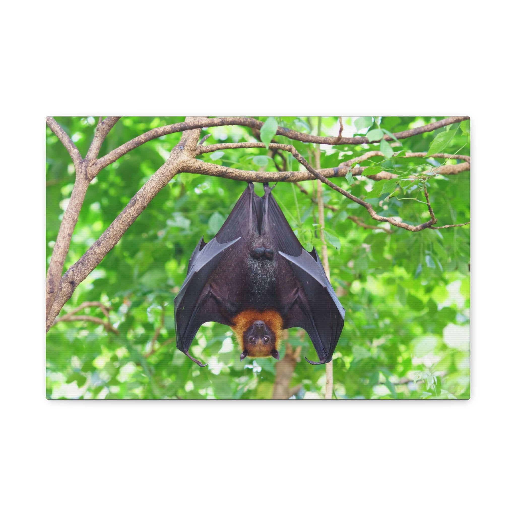 Majestic Fruit Bat Hanging on a Tree in the Forest Unframed - Walmart.com