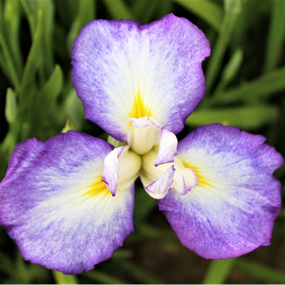 Iris Flower Bulbs
