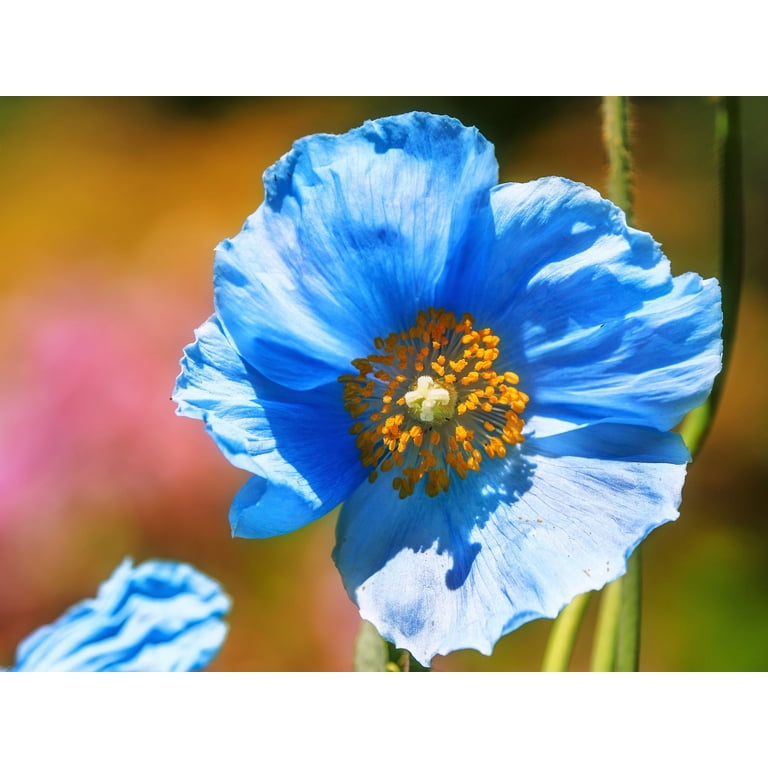 Himalayan Blue Poppy Bouquet
