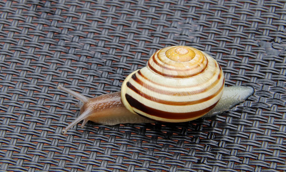 Spiral Snail Mollusk Nature Shell Close-20 Inch By 30 Inch Laminated ...