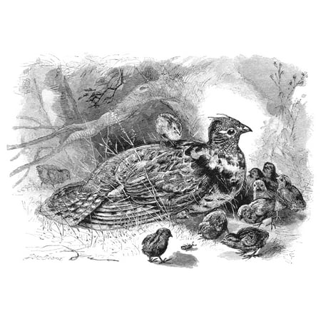 Grouse And Young. /Nline Engraving After A Drawing By James Carter ...