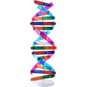 Bluethy DNA Models Double Helix Structure Teaching Toy ABS Double Helix ...