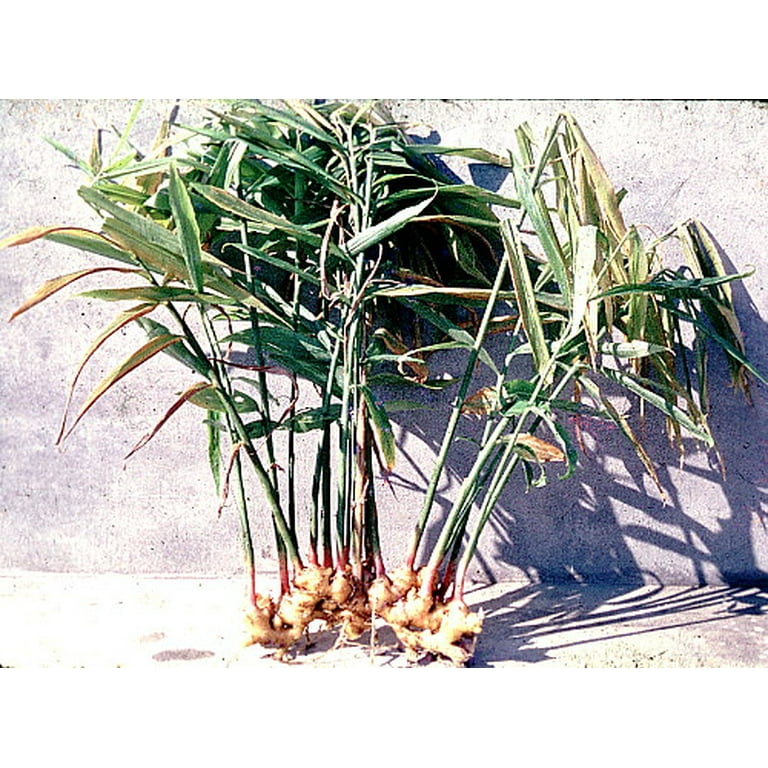 Edible Ginger Root Plant