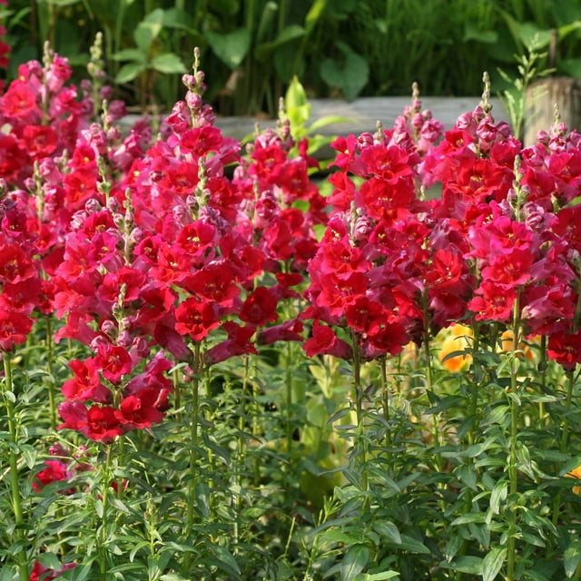 Snapdragon Flower Seeds - Sonnet Series F1 - 1000 Seeds - Crimson ...