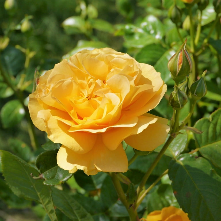 Climbing Yellow Rose Bush