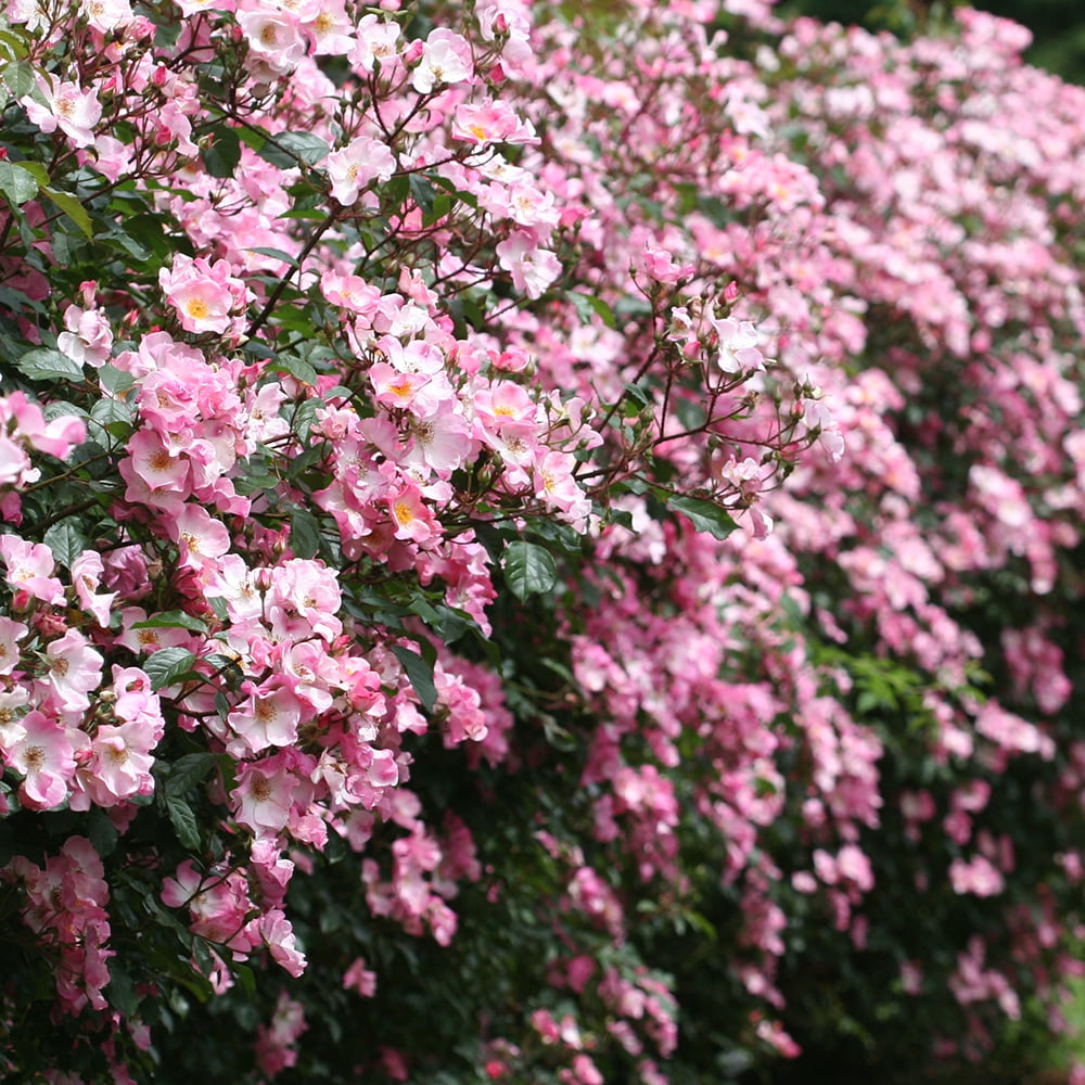 Heirloom Roses - Rosy Hedge Shrub Rose Plant - Beautiful Flowers For ...