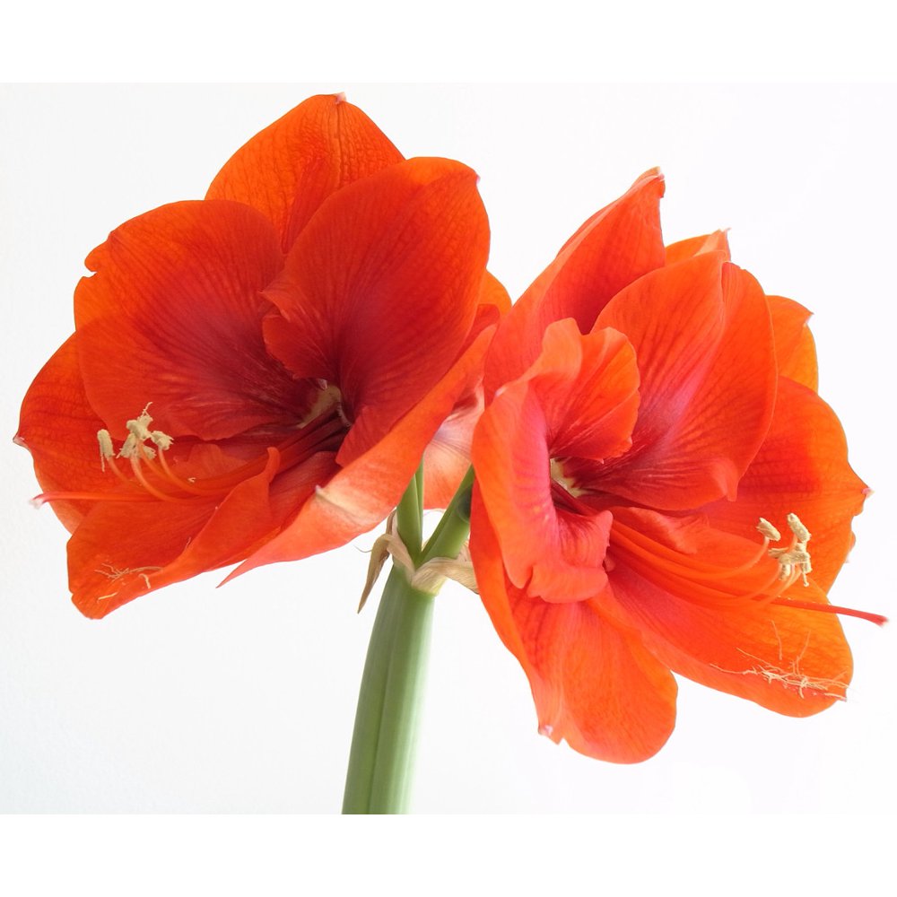 Bouquet Giant Amaryllis - Orange - Large Bulb - Walmart.com - Walmart.com