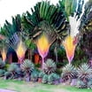 CZ Grain Rainbow Eucalyptus Tree Seeds, 50 Fresh Seeds, Stunning ...