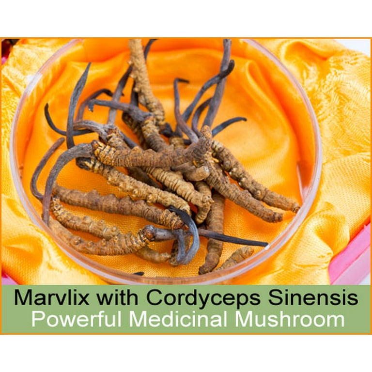 Cordyceps Sinensis Mushroom