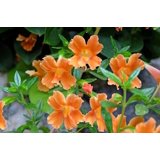 100 Twinkle ORANGE MONKEY FLOWER Mimulus Seeds - Walmart.com