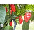 10 Red CAROLINA REAPER PEPPER World's Hottest Capsicum Chinense Hot ...