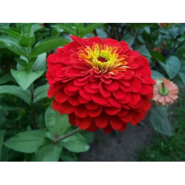 50 Pack, Carousel Mix Zinnia Elegans, Bicolor Flower Seeds in Mixed ...