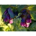 10 BLUE SHRIMP PLANT / Honeywort Cerinthe Major Flower Seeds - Walmart.com