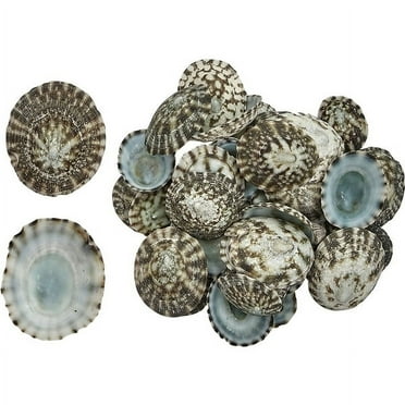 Chank Shell Divine Conch Shell 8-9" Large Decorative Seashell - Walmart.com