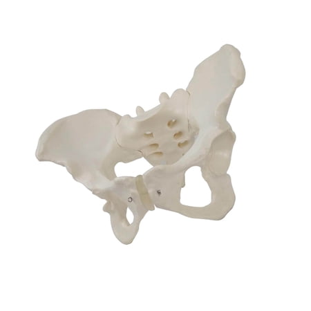 Life Size Female Pelvic Model Anatomy Pelvic Skeleton Model Anatomy ...