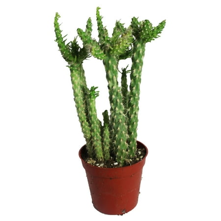 Sahara Cactus 3.5 | Walmart Canada
