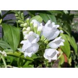 50 WHITE Showy OBEDIENT PLANT (False Dragon Head) Physostegia ...