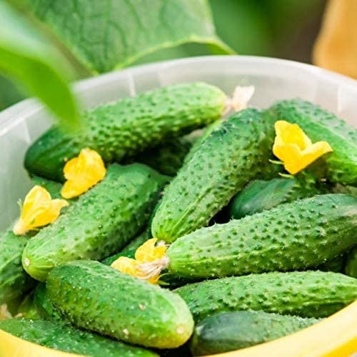sUA: s Cucumber Parisian Gherkin Pickling Non GMO Heiroom Vegetable for ...